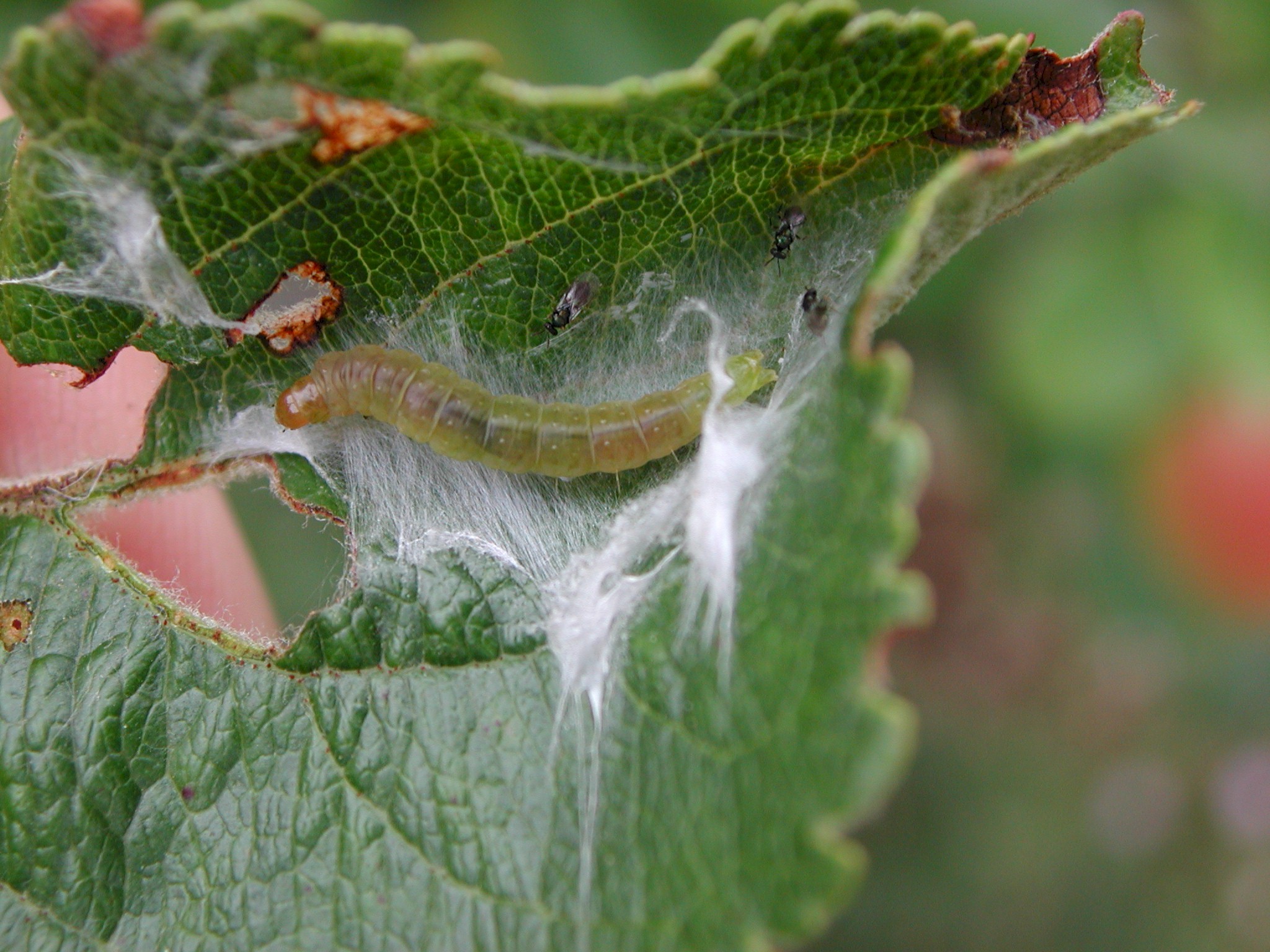 Recognition (Summer fruit tortrix moth) | NIAB
