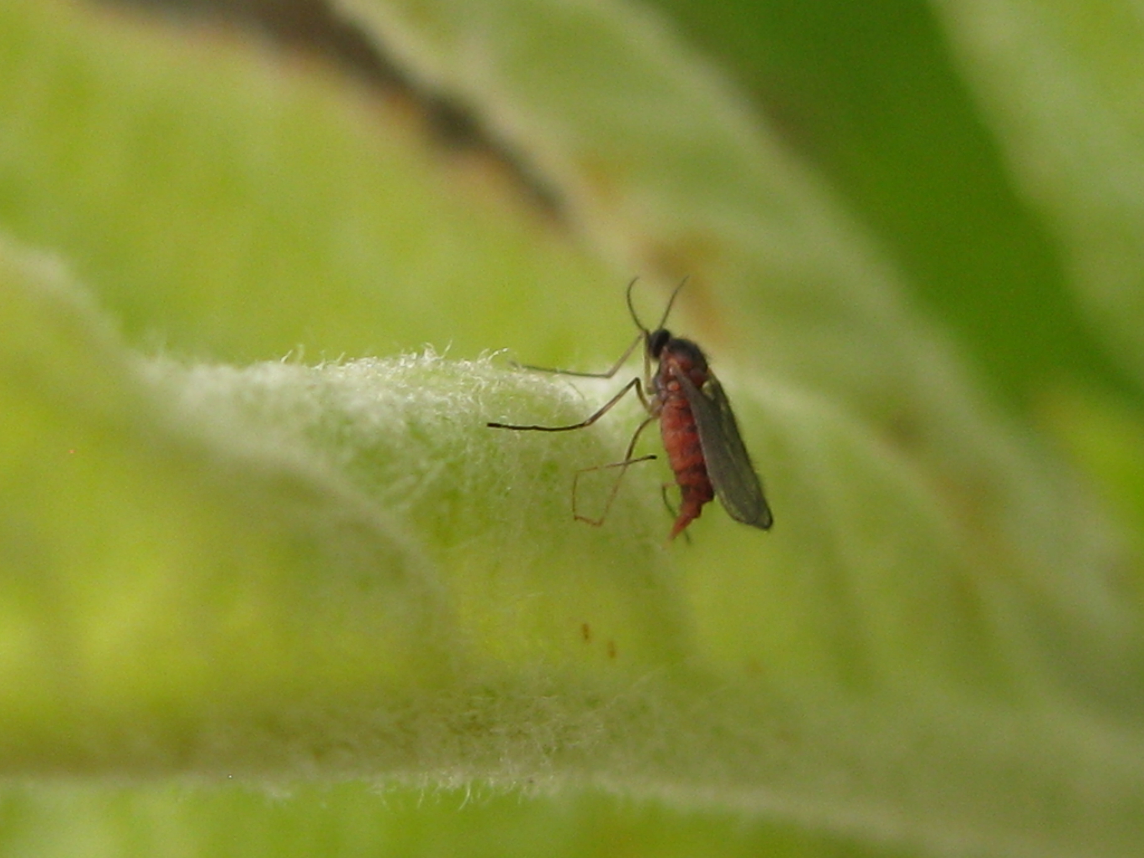 Recognition (Apple leaf midge) | NIAB
