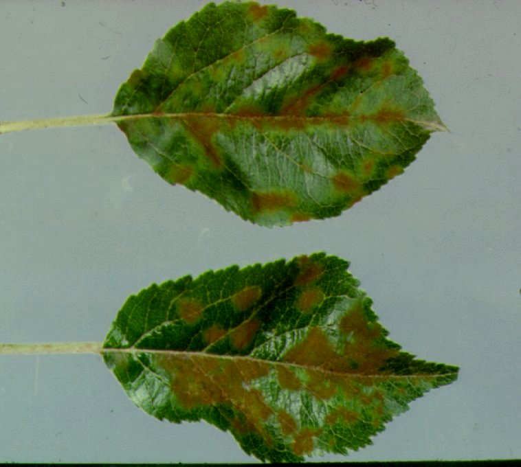 Symptoms and recognition (Apple scab) | NIAB