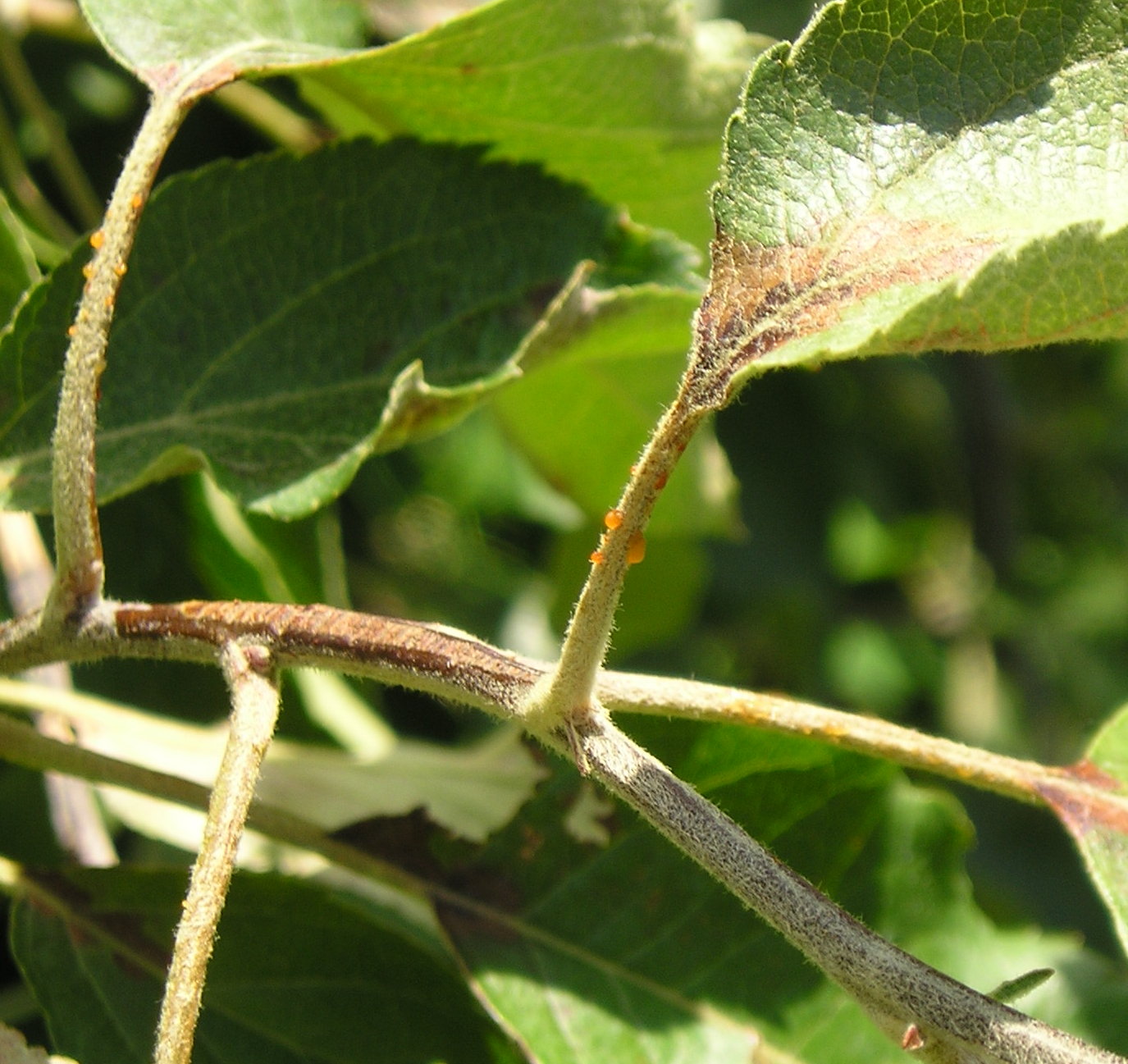 Symptoms and recognition (Fireblight) | NIAB