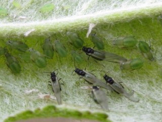 Life cycle (Apple grass aphid) | NIAB