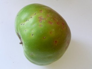 Mussel scale (Lepidosaphes ulmi (Linnaeus)) and other scale insect ...