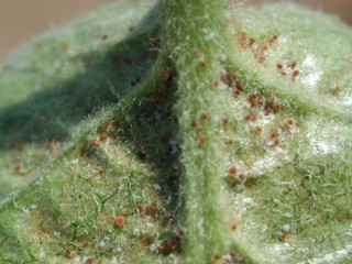 Fruit tree red spider mite (Panonychus ulmi (Koch)) | NIAB