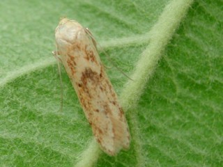 Life cycle (Blastobasis moth) | NIAB