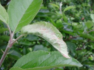 Damage (Light brown apple moth) | NIAB
