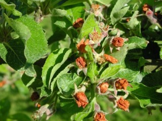 Damage (Apple blossom weevil) | NIAB