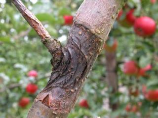 Symptoms and recognition (Apple canker) | NIAB