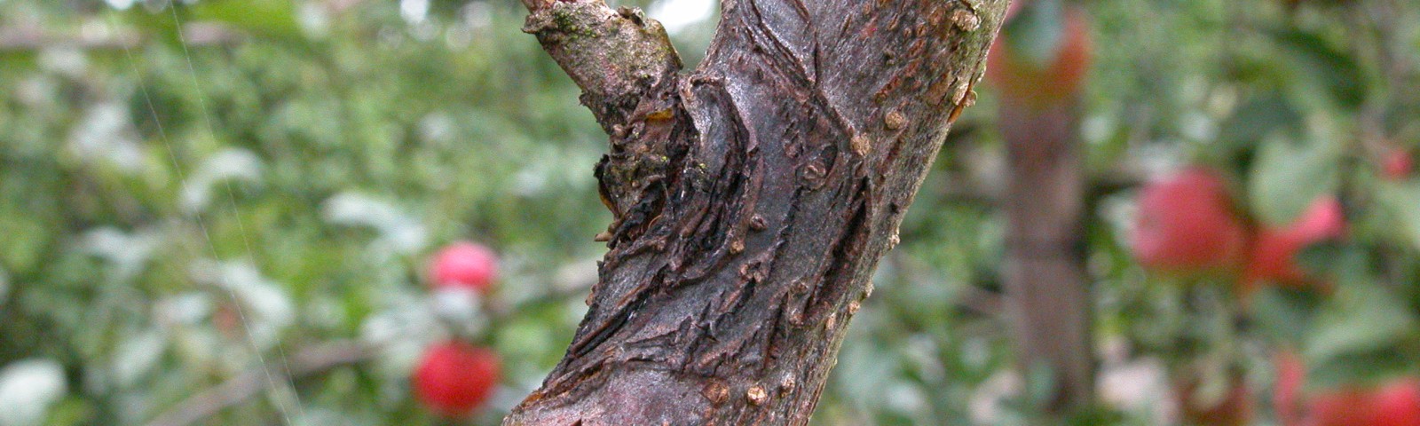 Disease Control | NIAB